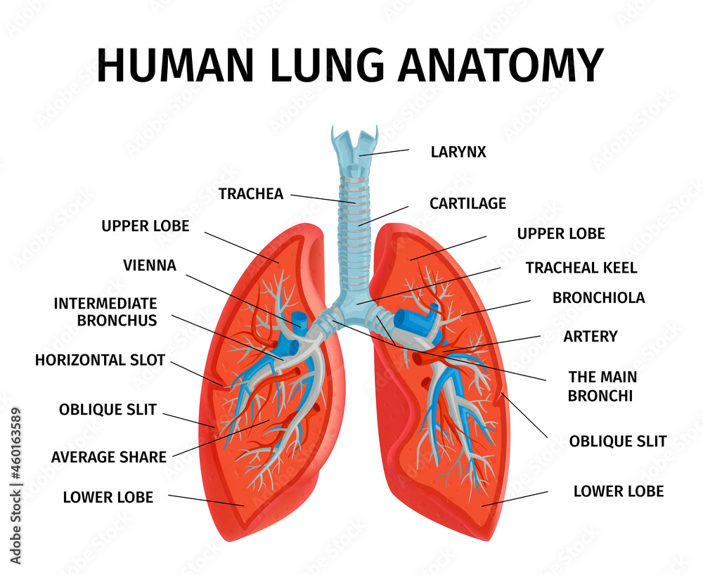 Human Lung Anatomy Diagram Stock Vector | Adobe Stock