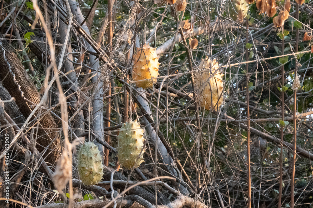 Cucumis metuliferus, commonly called the African horned cucumber ...