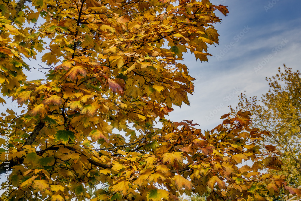 Branches of an Eastern Maple tree covere with the changing colours of ...