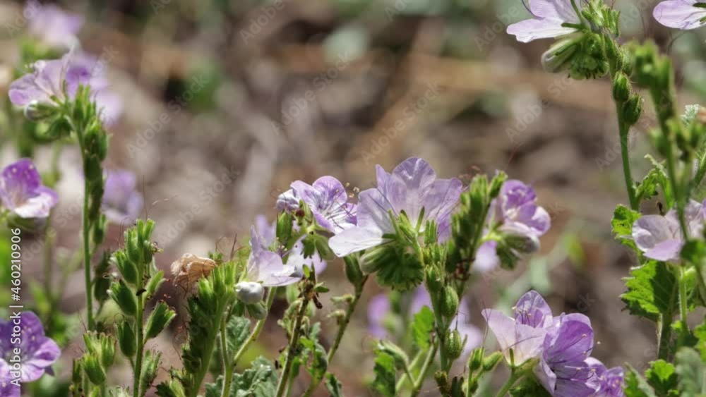 Purple blooming determinate helicoid cyme inflorescences of Giant ...