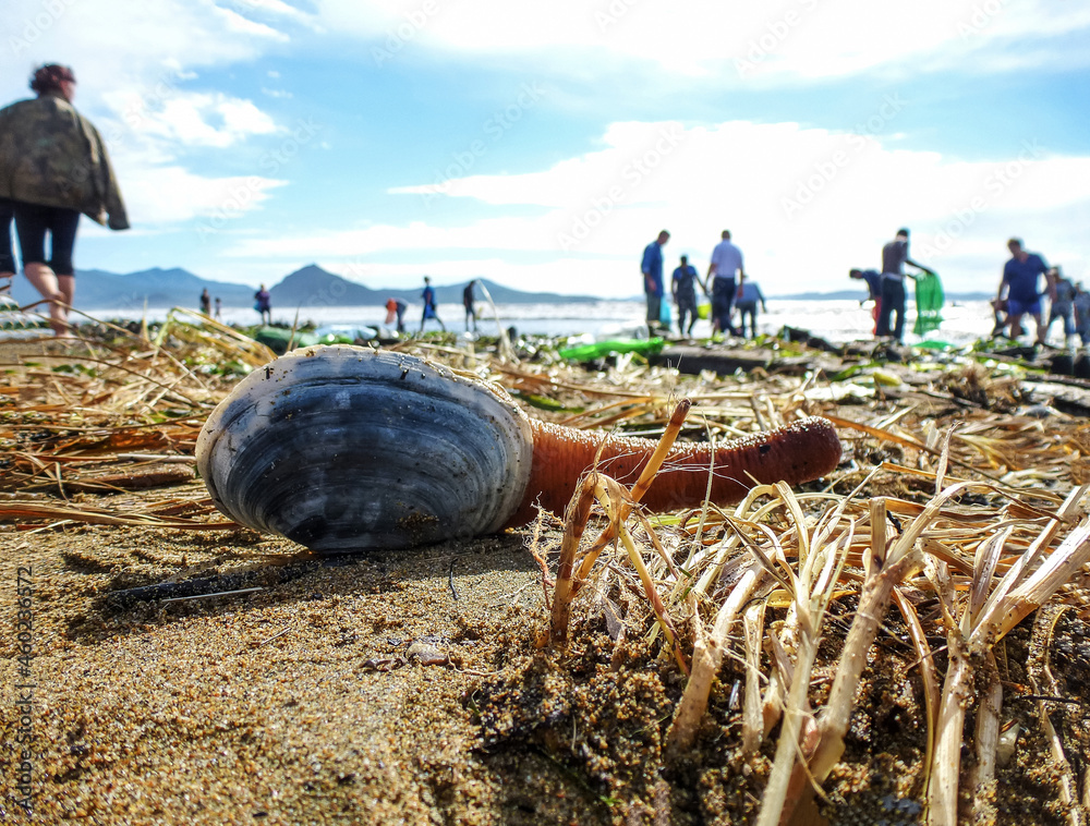 Fotka „Typhoon. Sea shells carried by the sea lie on the shores of the ...