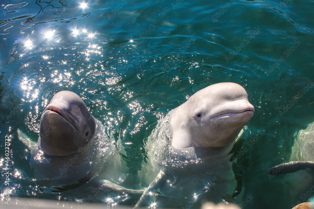 Smiling white whales bathes and plays in the sea in the blue water of ...