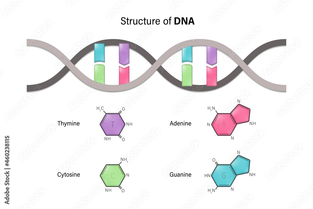 Structure of DNA. Deoxyribonucleic acid. Nitrogenous base and Sugar ...