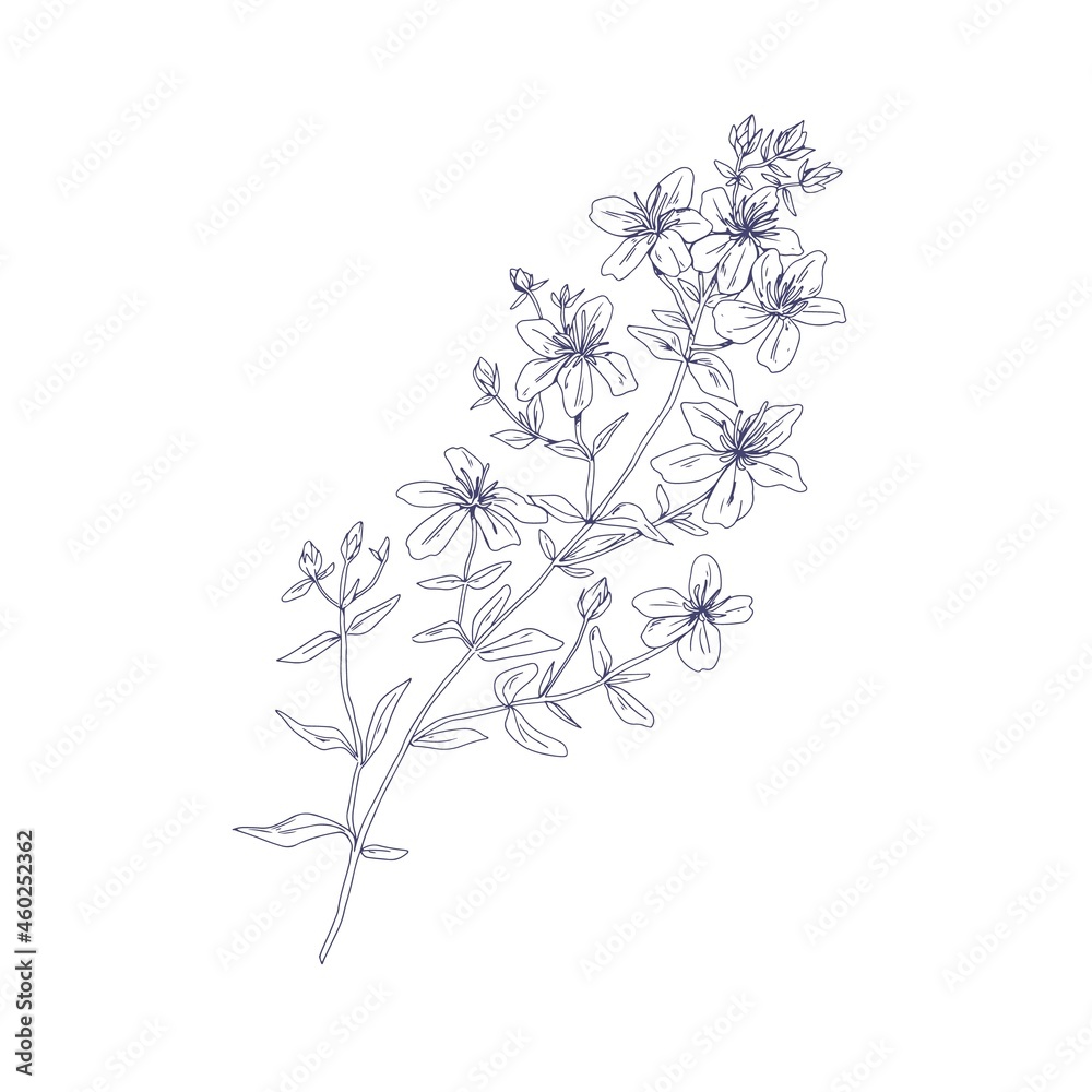 Outlined St. John's wort, wild medicinal flower. Botanical vintage ...