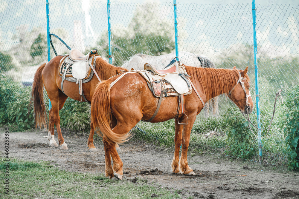 horse with a saddle and bridle in the paddock. Horseback riding as ...