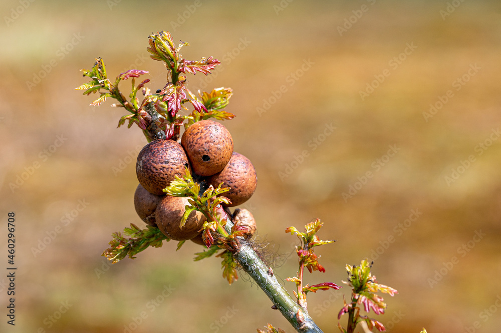Oak marble gall, plant tissue growth on a tree caused by the gall wasp ...