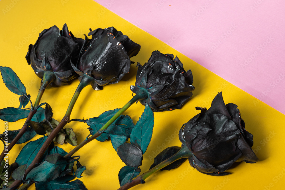 four black roses lying together in one corner, colordium wallpaper in ...