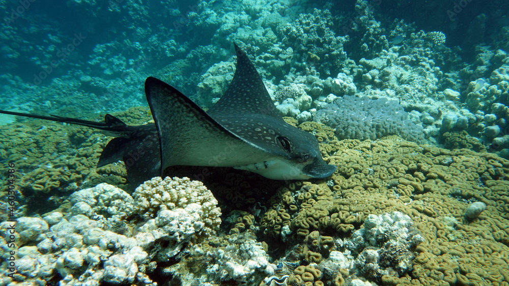 Rays Batoidea. Spotted Eagle Ray. Ordinary spotted orchak. Easily ...