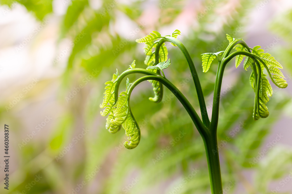 Fern leaf buds are getting ready to bloom into leaves with interesting ...