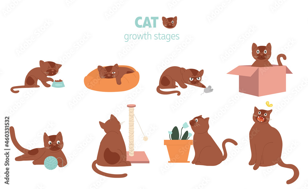 Set of cat growth stages composition icons on white background. Concept ...