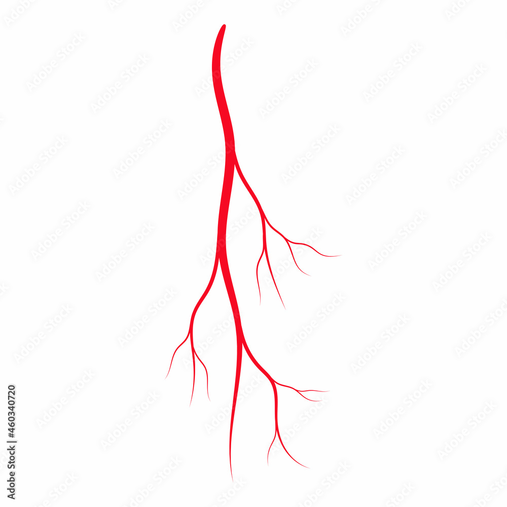 Human red vein. Vessel, capillaries, arteries, eye vein. Blood system ...