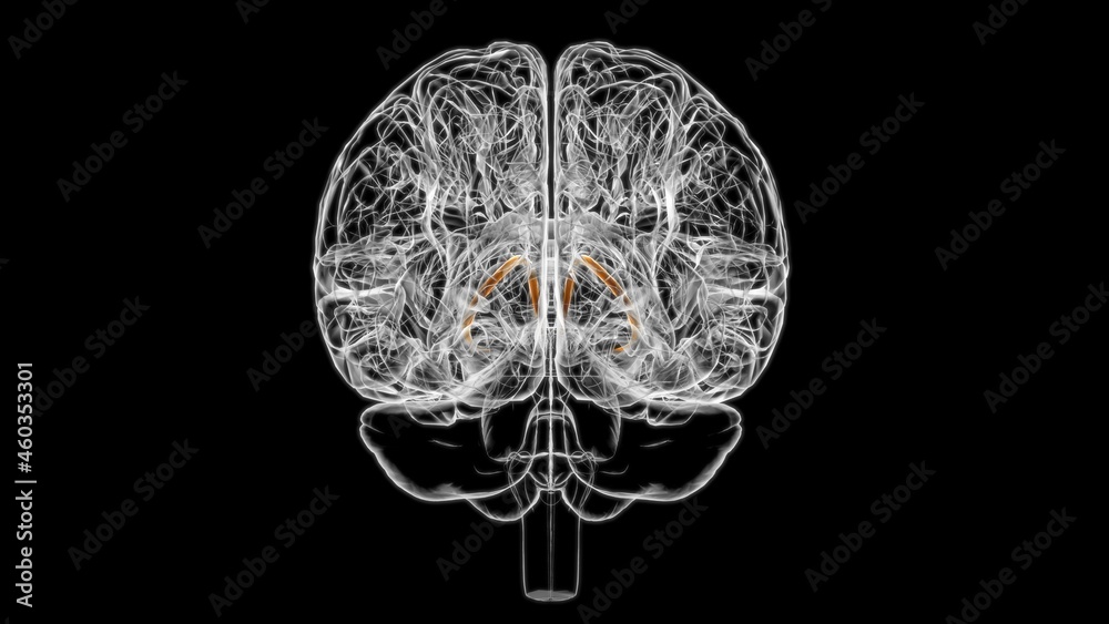 Brain stria terminalis Anatomy For Medical Concept 3D Stock ...