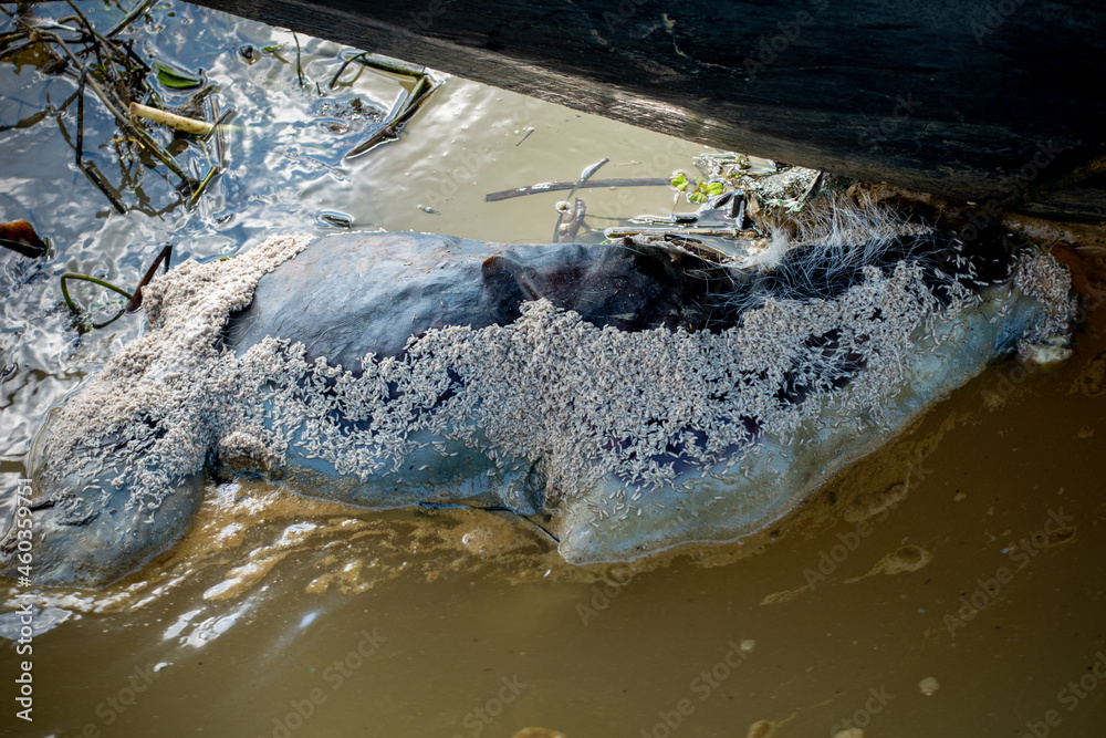 Decomposing a dog in river water. The body of a dead dog floating in ...