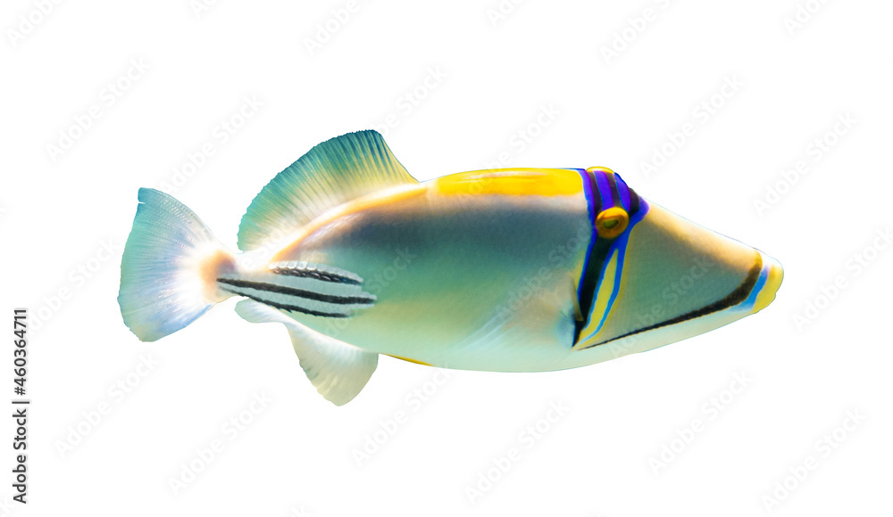 Arabian picassofish (Rhinecanthus assasi, triggerfish) isolated on ...