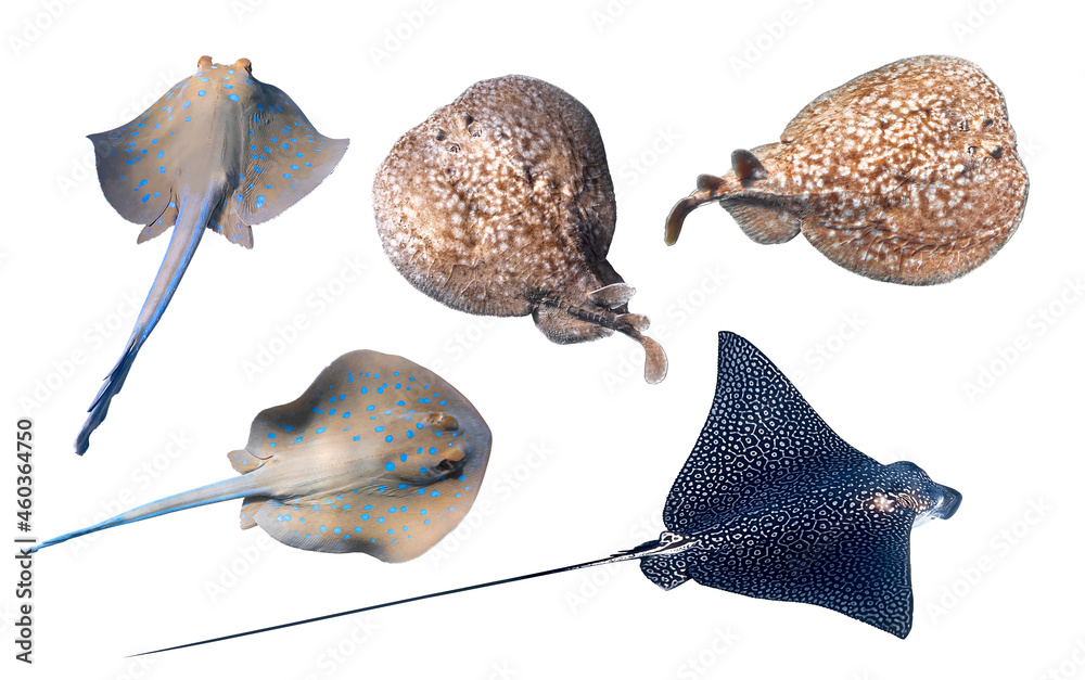 Different type of Stingrays isolated on a white backgr Bluespotted ...