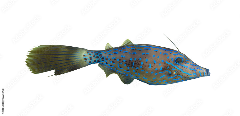 Brightly colored scrawled filefish (aluterus scriptus, scribbled ...