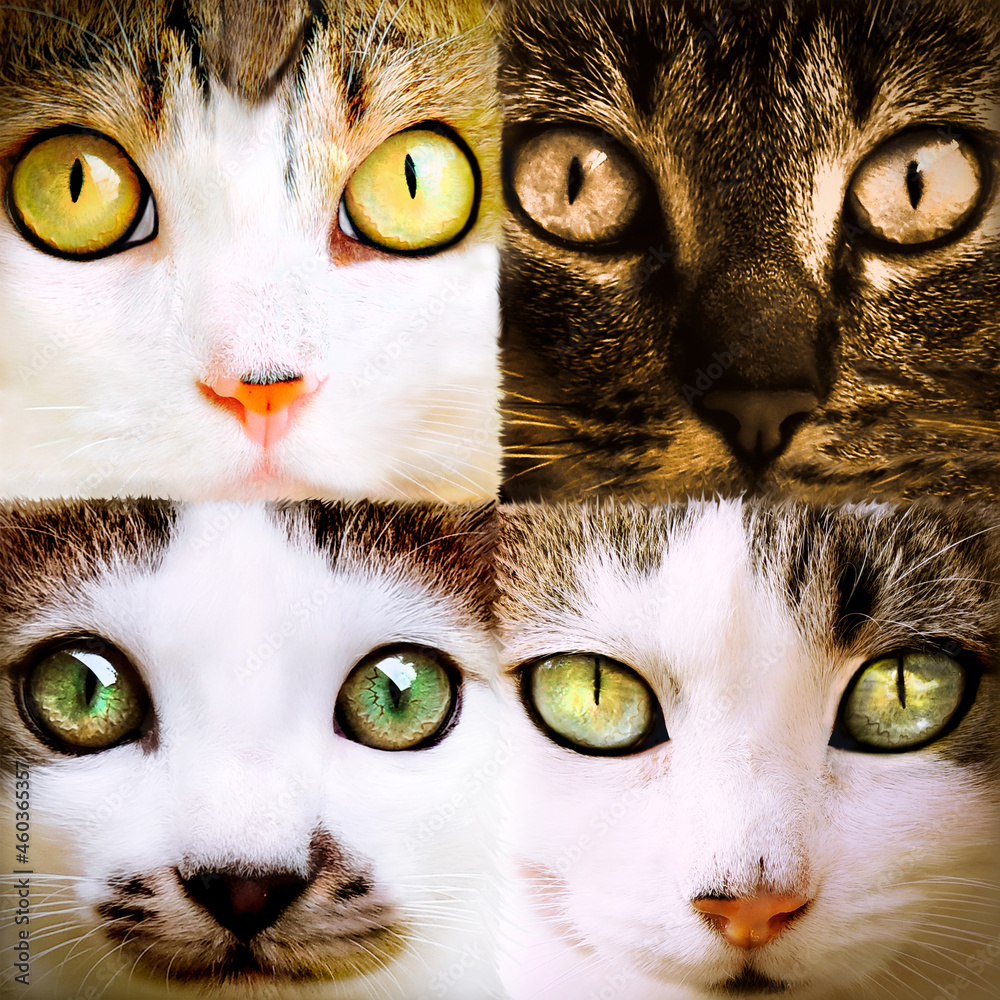 A series of four beautiful cat pictures bounded together. High ...