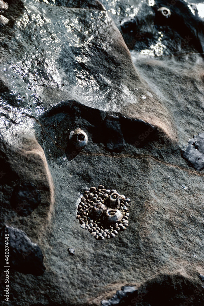 Image detailing old barnacles attached to a rock on the beach in ...