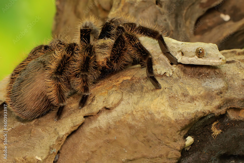 A tarantula is showing aggressive behavior. All types are venomous, but ...