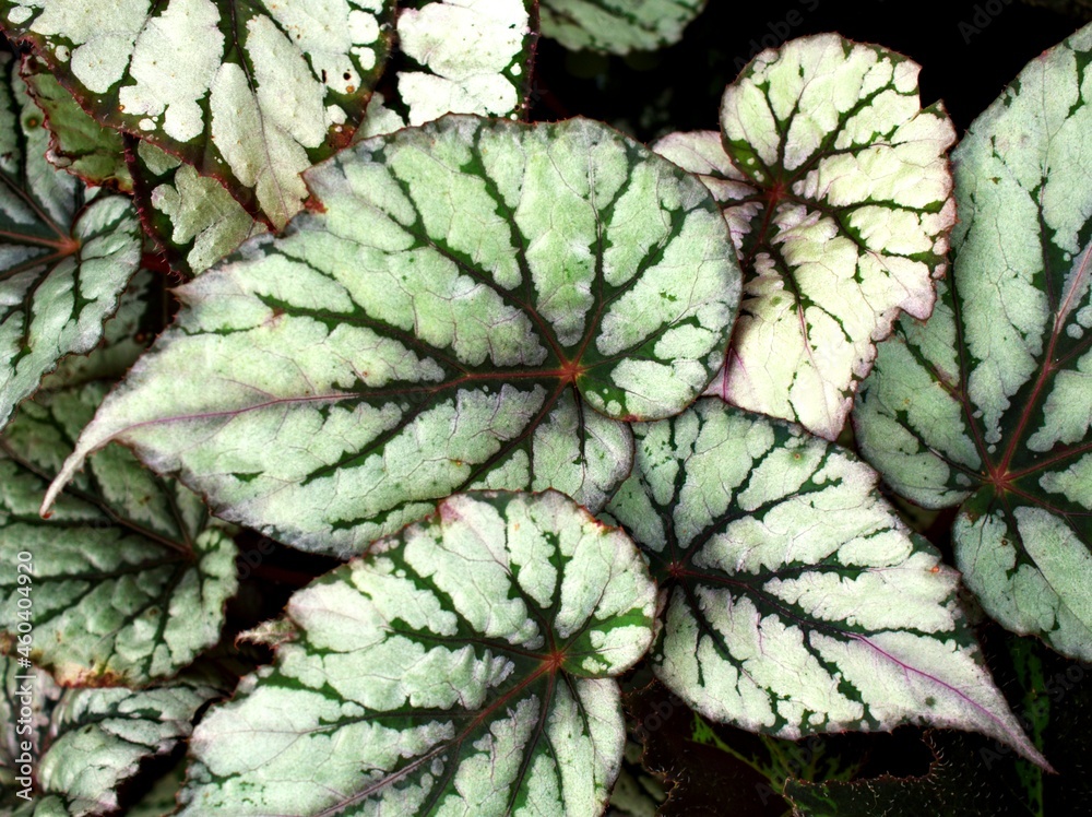 Closeup leaf foliage begonia flower plants for leaves background ,fairy ...