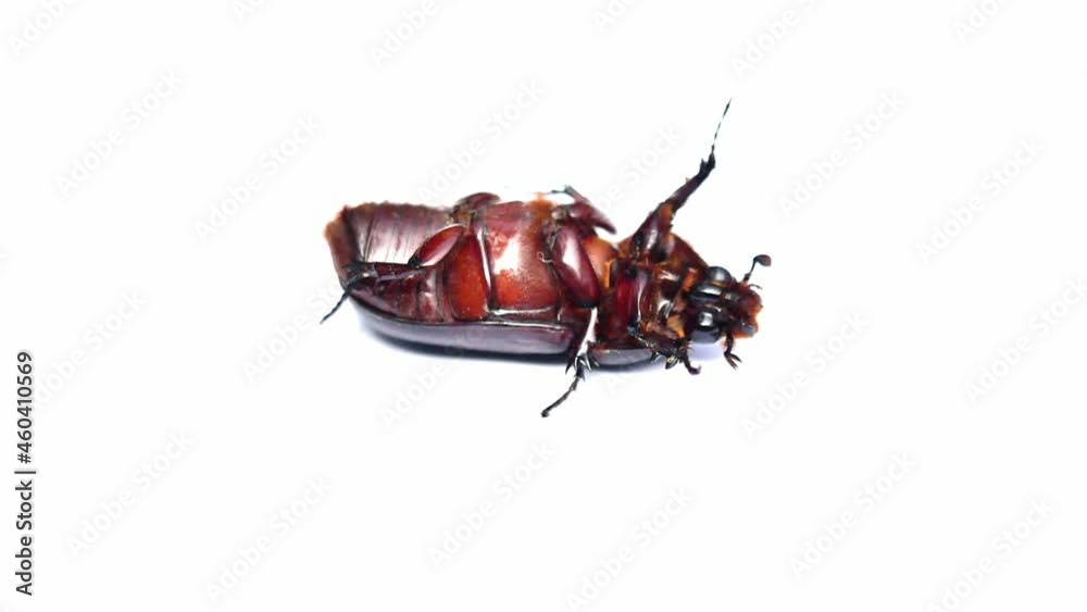 Coconut rhinoceros beetle or Indian rhinoceros beetle or Asian ...