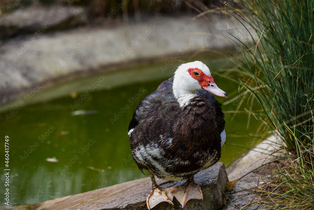 White Ducks With Red On Face