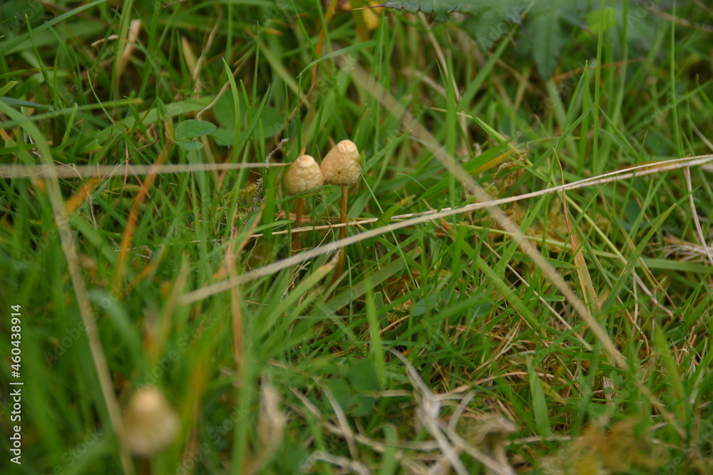 liberty caps also known as magic mushrooms growing in the wild Stock ...