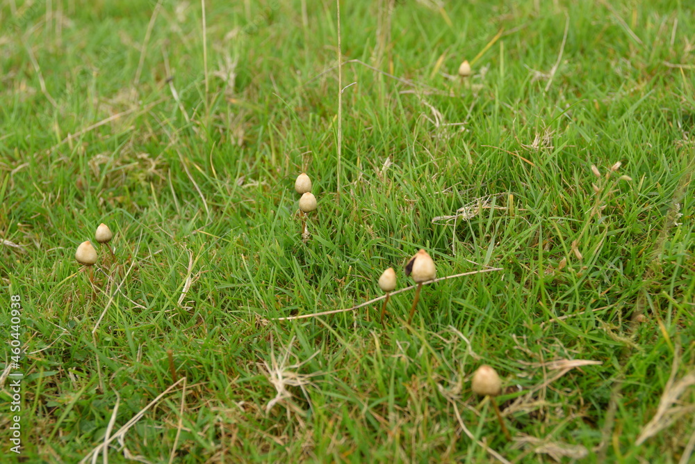 liberty caps also known as magic mushrooms growing in the wild Stock ...