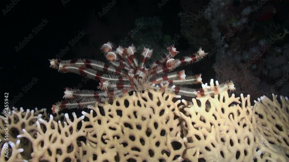 Sea lily on background red corals underwater in Red Seas. Swimming in ...