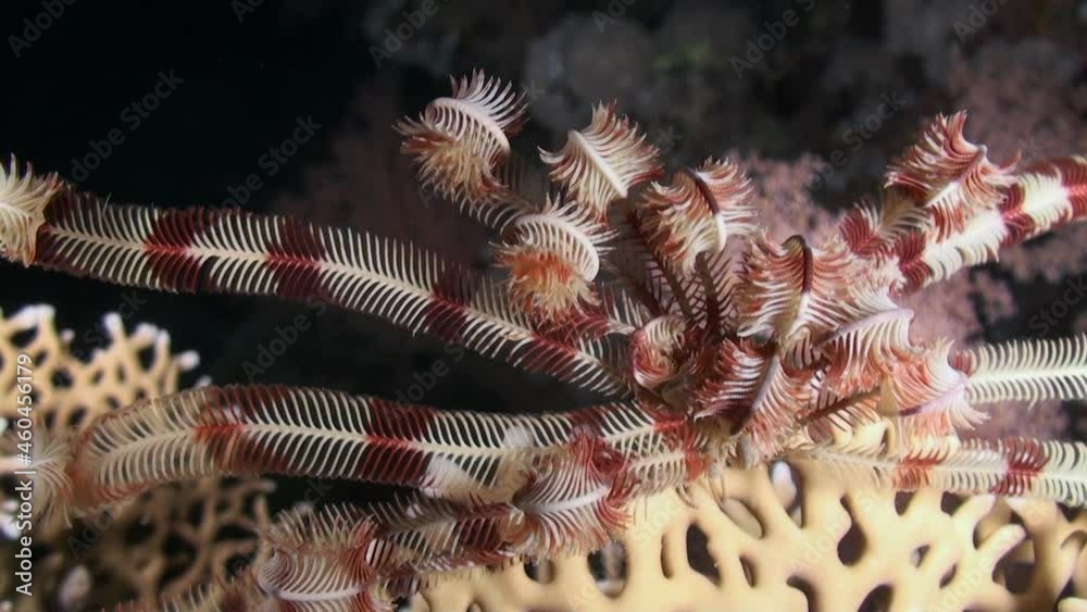 Sea lily on background red corals underwater in Red Seas. Swimming in ...
