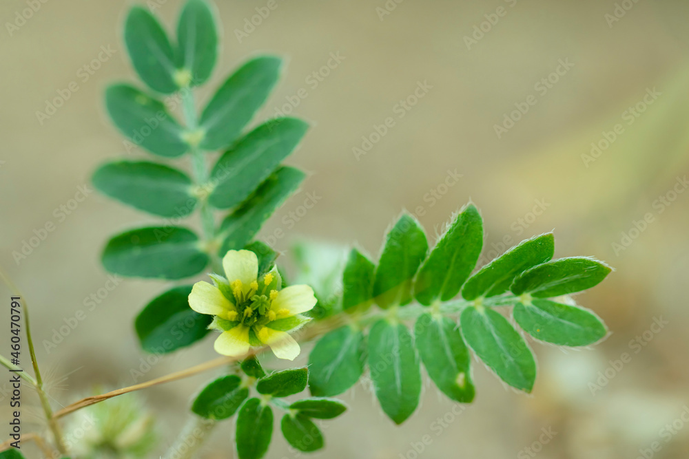 Gokhru Chota , Tribulus Terrestris flower and Small Caltrops flower ...