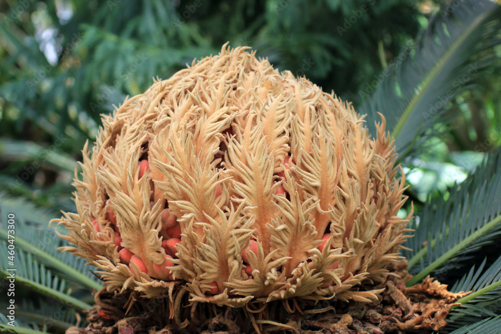 Cycas revoluta blossom. Cycas revoluta close-up. Female cone of sago ...