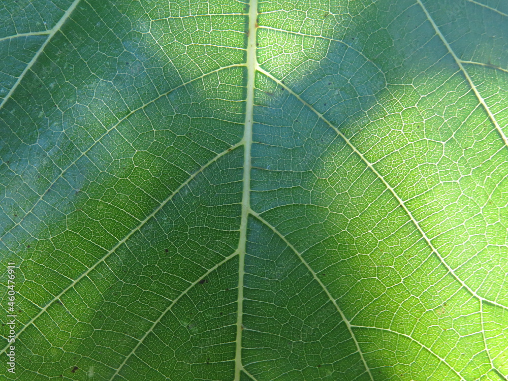 tree leaf texture Stock Photo | Adobe Stock