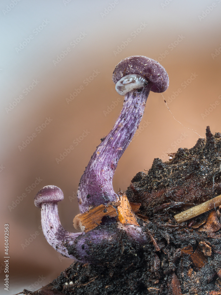 Detailreiche Nahaufnahme von zwei kleinen lila Pilzen (Lackbläulinge ...