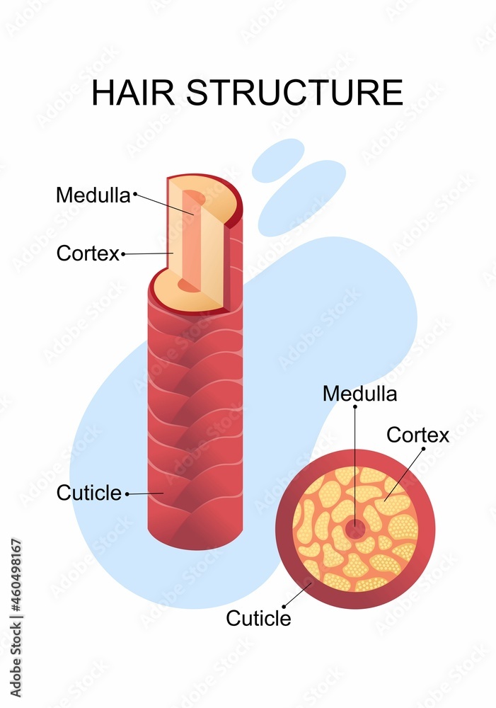 human hair structure educational poster Stock Vector | Adobe Stock