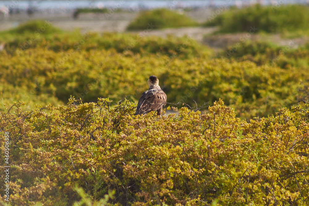 Caracho norteño en los Humedales de Piedritas, Talara, Perú. Stock ...