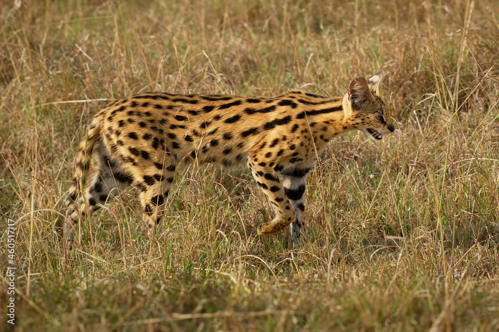 Serval - Leptailurus serval wild cat native to Africa, rare in North ...