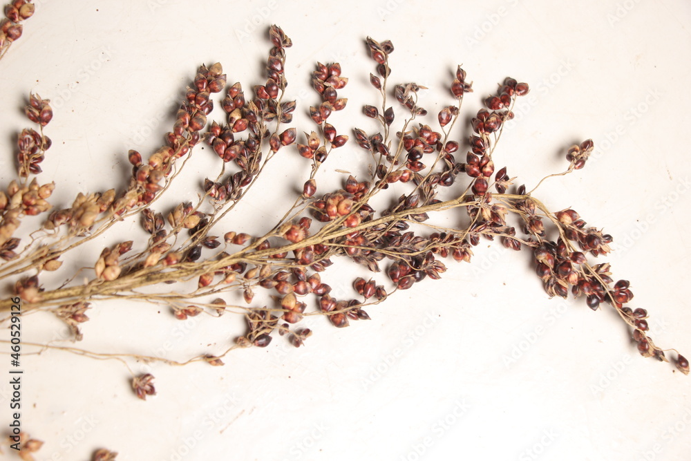 Jali seeds, barley or barley are a type of tropical grain (cereal ...