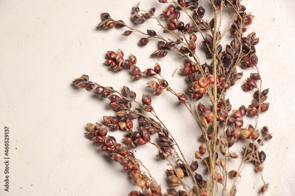 Jali seeds, barley or barley are a type of tropical grain (cereal ...