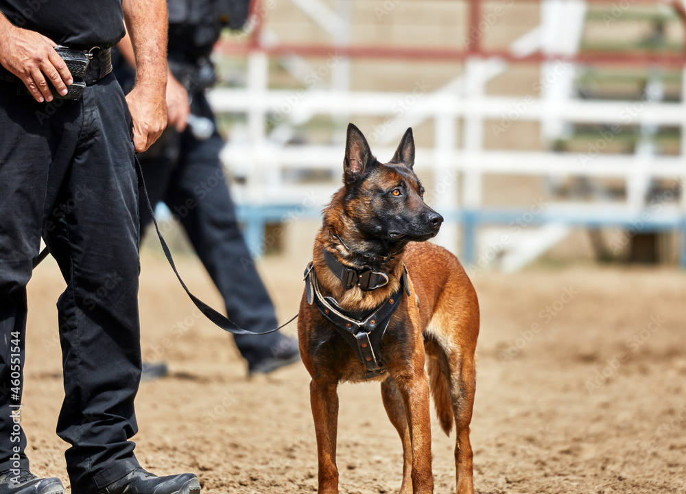Trained Police Dog on Duty searching for Drugs in a Vehicle Stock Photo ...