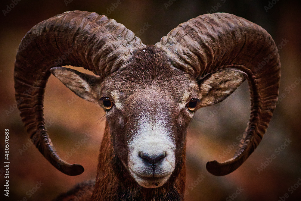 close up of a mouflon Stock Photo | Adobe Stock