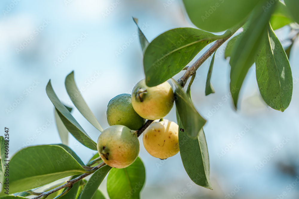 Psidium cattleyanum，Cattley guava, strawberry guava or cherry guava, is ...