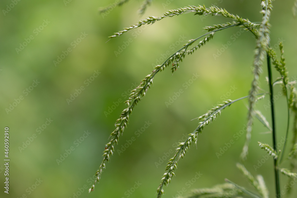 Setaria palmifolia is a species of grass known by the common names ...