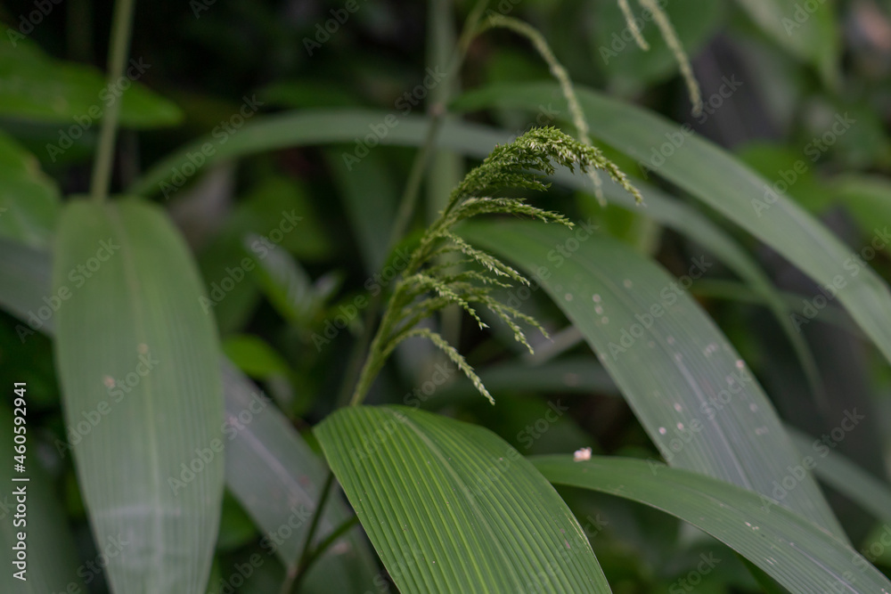 Setaria palmifolia is a species of grass known by the common names ...