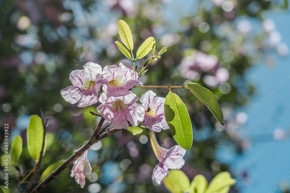 Tabebuia heterophylla is a species of tree native to the Caribbean, and ...