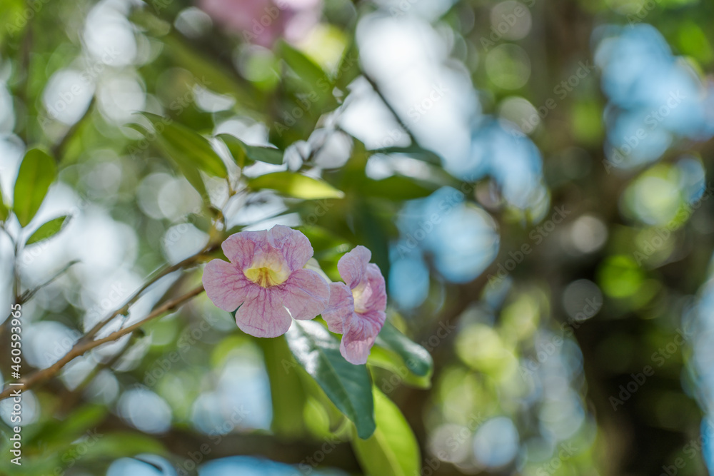 Tabebuia heterophylla is a species of tree native to the Caribbean, and ...