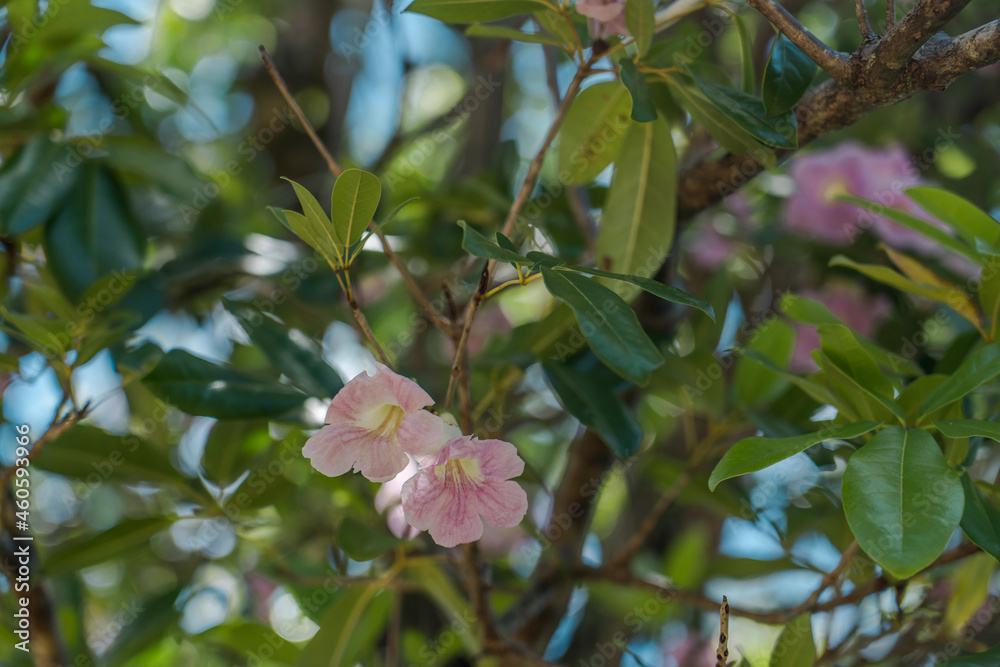 Tabebuia heterophylla is a species of tree native to the Caribbean, and ...