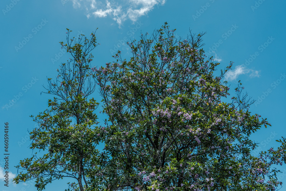 Tabebuia heterophylla is a species of tree native to the Caribbean, and ...