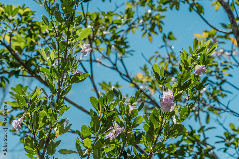 Tabebuia heterophylla is a species of tree native to the Caribbean, and ...