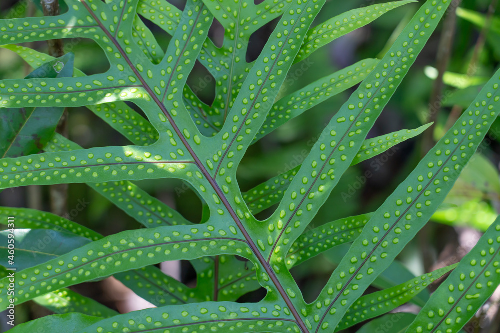 Microsorum scolopendria, synonym Phymatosorus scolopendria, monarch ...